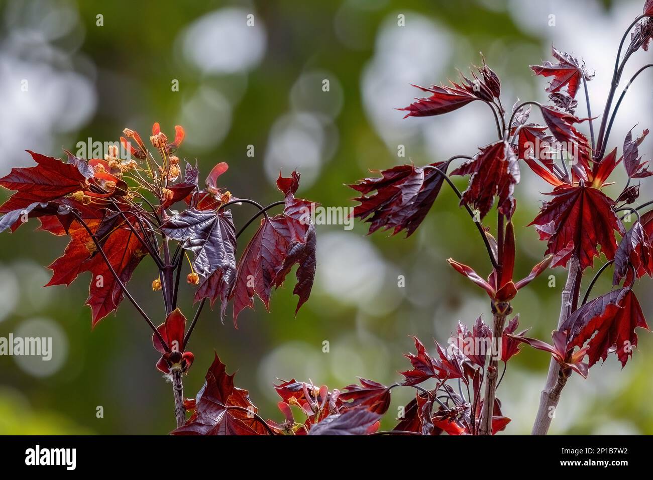 Acer platanoides Crimson King or Norway maple tree red leaves in the ...