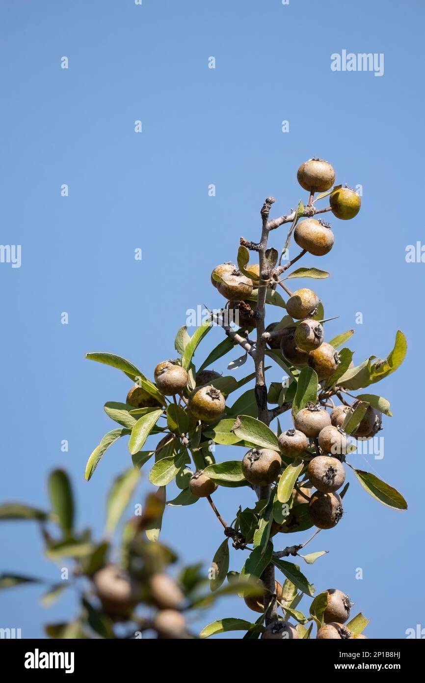 Pyrus spinosa Pyrus amygdaliformis the almond-leaved pear fruit tree ...