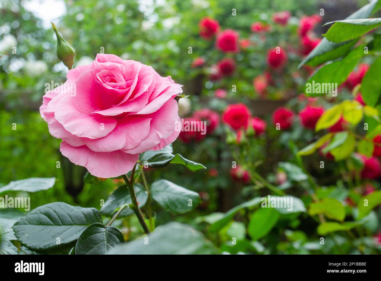 Fantastic rAmazing pink rose flower and red roses in background in ...