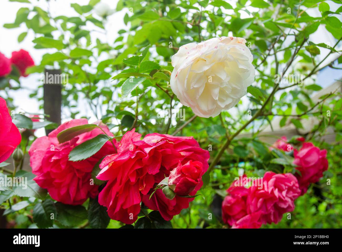 Fantastic rose blossoms in the internal garden of a house in townhouse ...