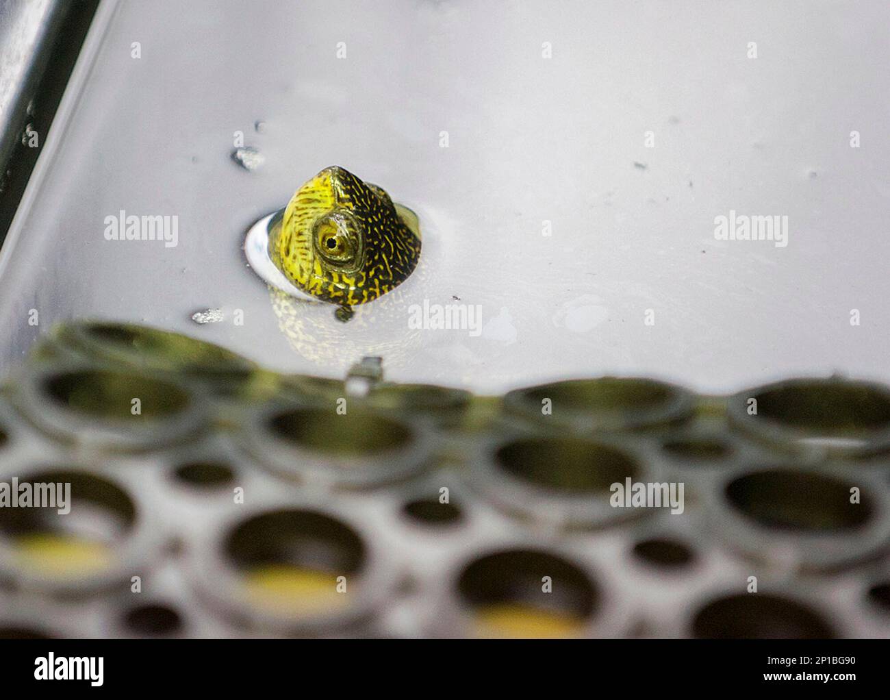 In this May 17, 2016 photo, a Western pond turtle rises to the surface ...