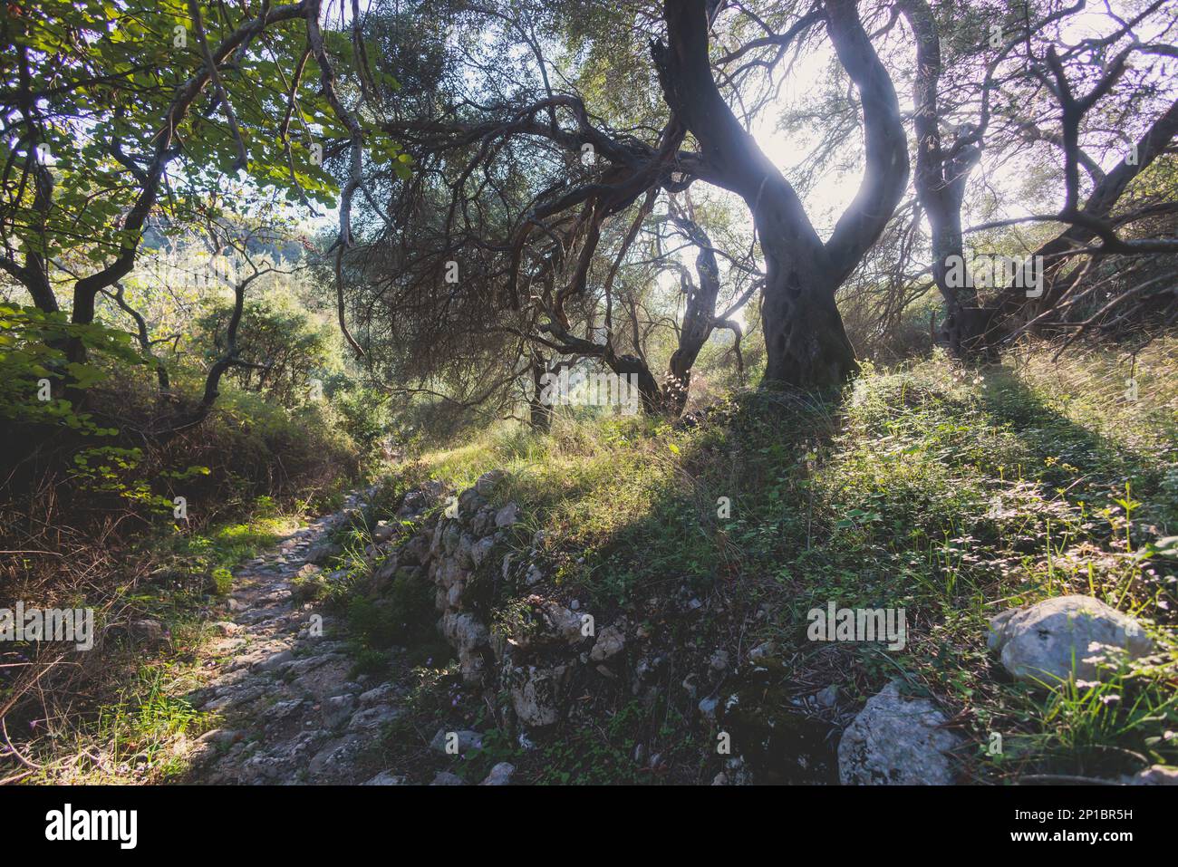 View of hiking trail from Paleokastritsa to Lakones, Old Donkey path ...
