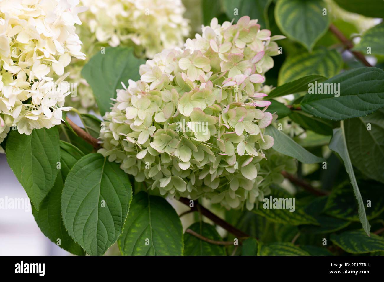 Hydrangea paniculata, the panicled hydrangea, is a species of flowering ...
