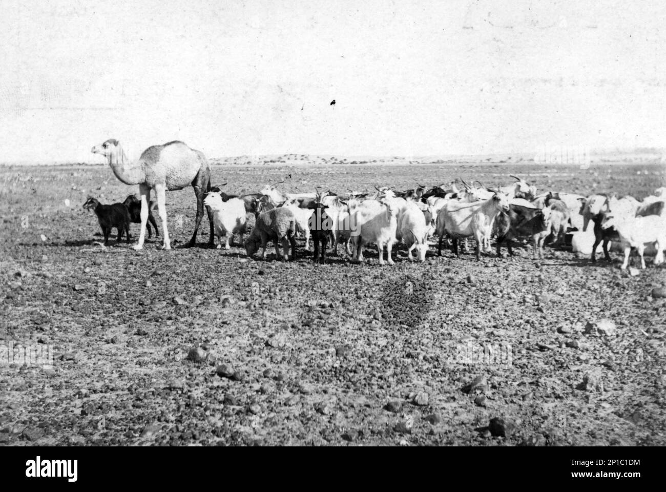 Ca 1900s hi-res stock photography and images - Alamy