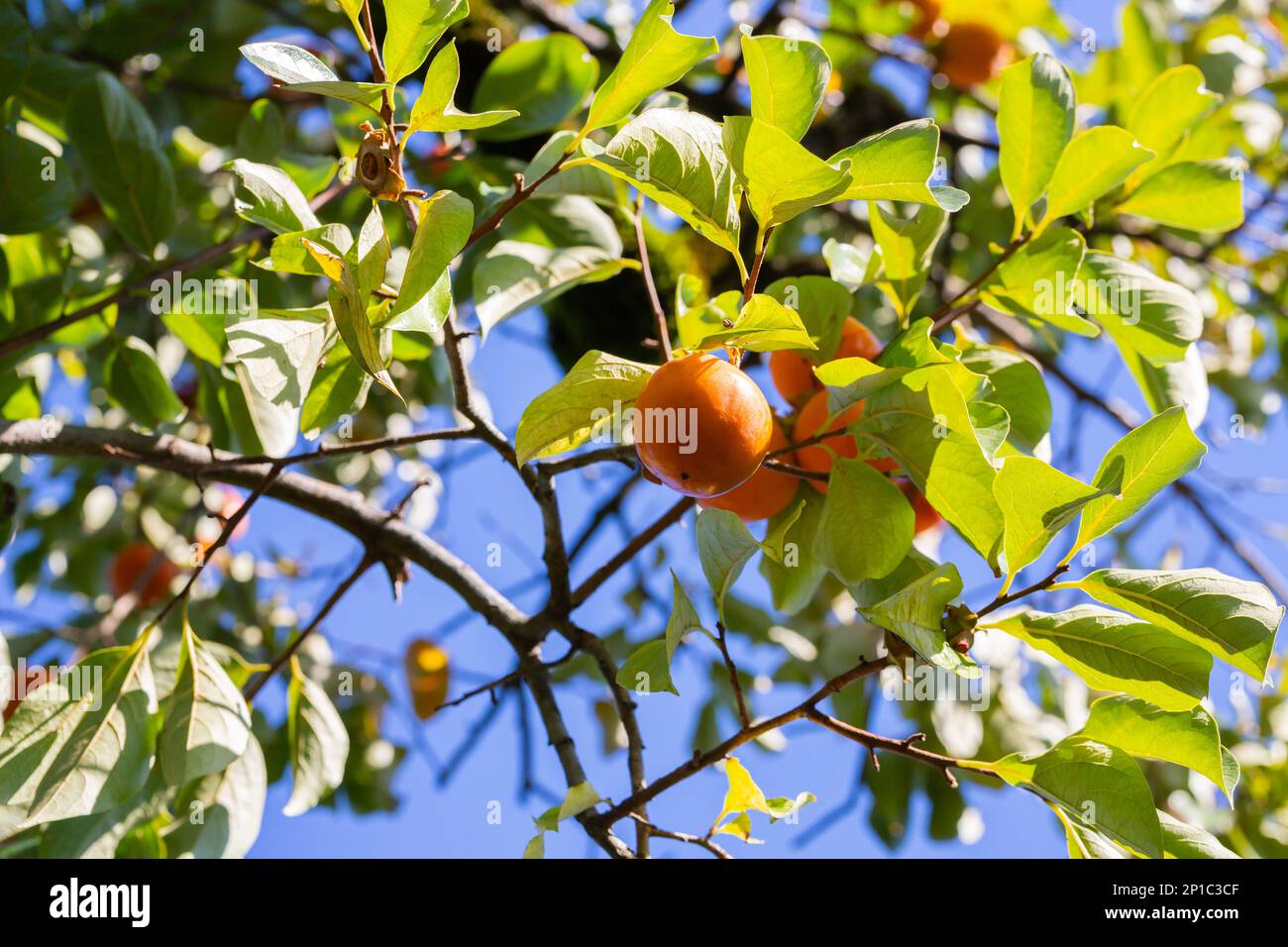 Persimmon tree fresh fruit that is ripened hanging on the branches in plant garden. Juicy fruit ...
