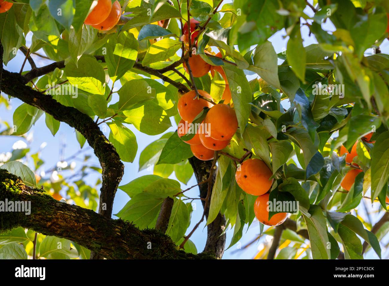 Persimmon tree fresh fruit that is ripened hanging on the branches in plant garden. Juicy fruit ...