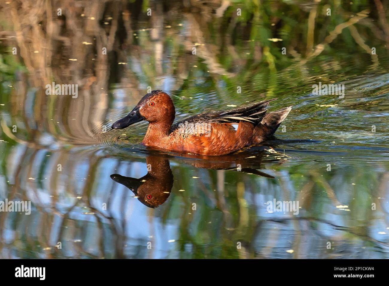 A Cinnamon Teal drake swimming in its natural marsh habitat and ...