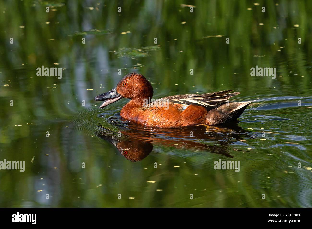 A Cinnamon Teal duck swimming in deep green waters with an open bill ...