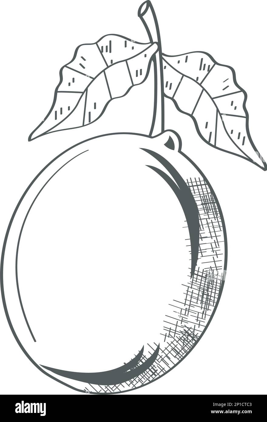 Fresh citrus fruit branch Black and White Stock Photos & Images - Alamy