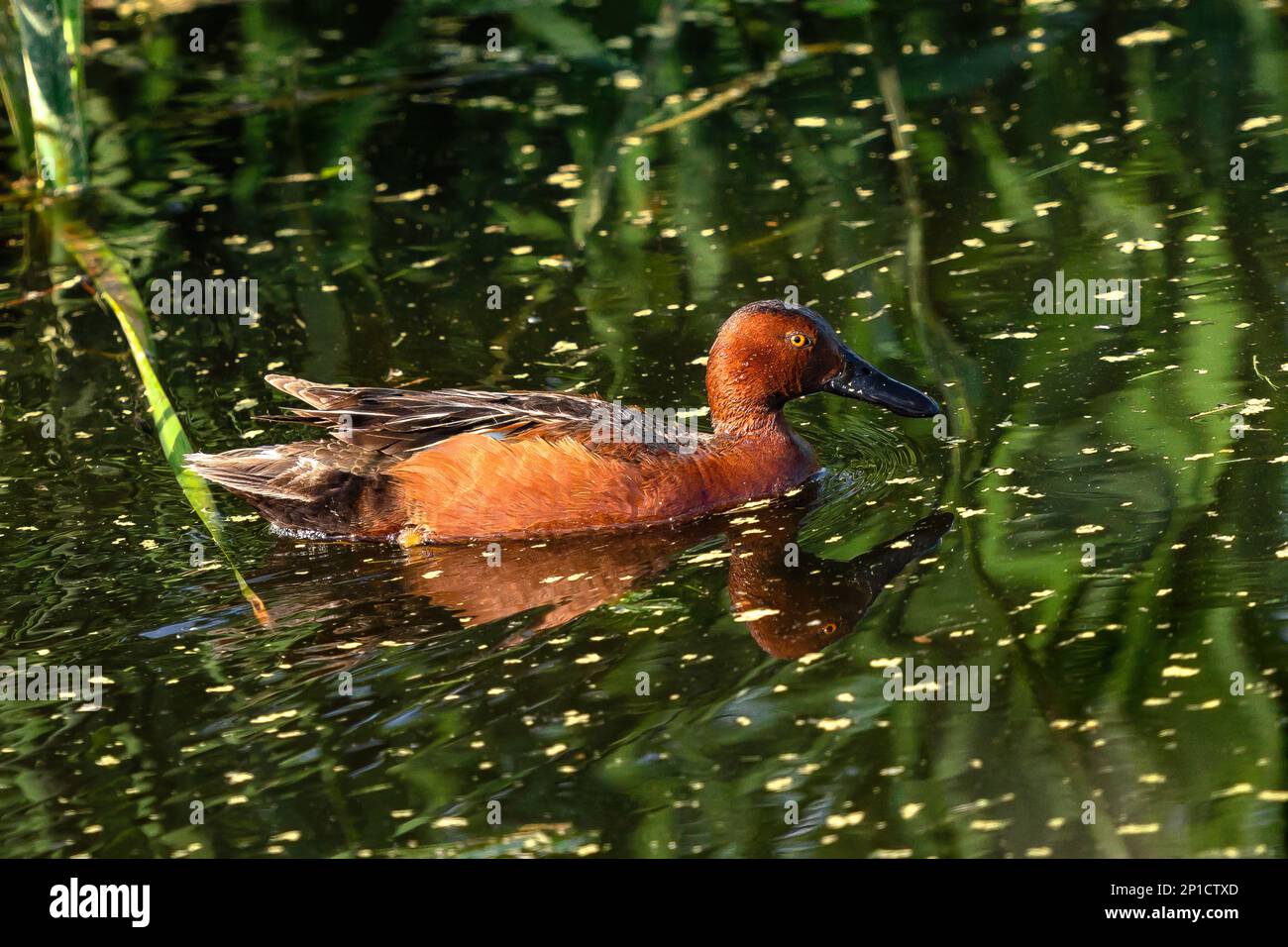 A Cinnamon Teal duck with beautiful feathering and eye ring swimming in ...