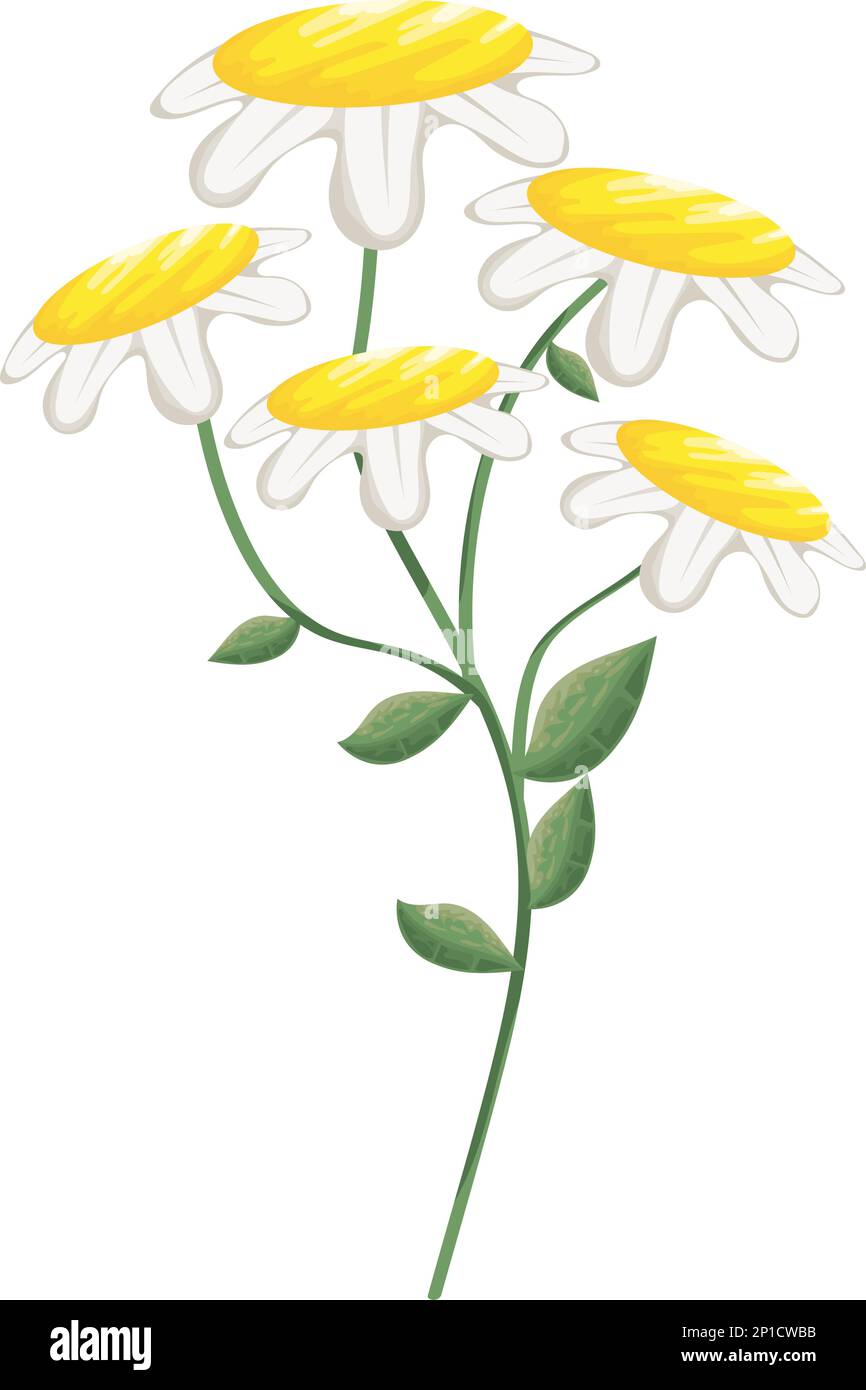 Jasmine flower jasminum Stock Vector Images - Alamy