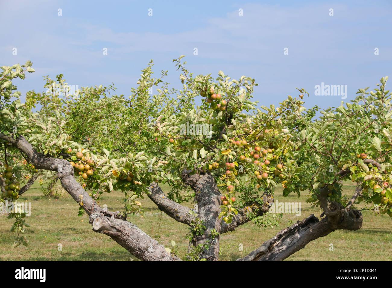 Panorama beautiful red apple tree hi-res stock photography and images ...