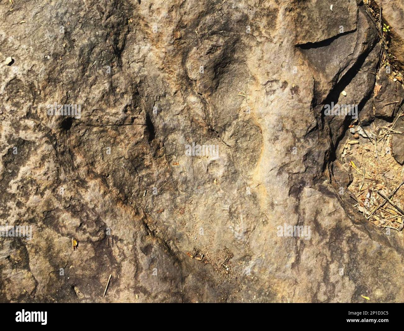 This Tuesday, May 10, 2016 photo shows an example of the three-toed ...