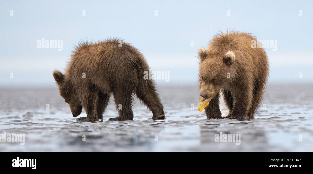 These two bear cubs are playing with seaweed on the beach and taking a ...