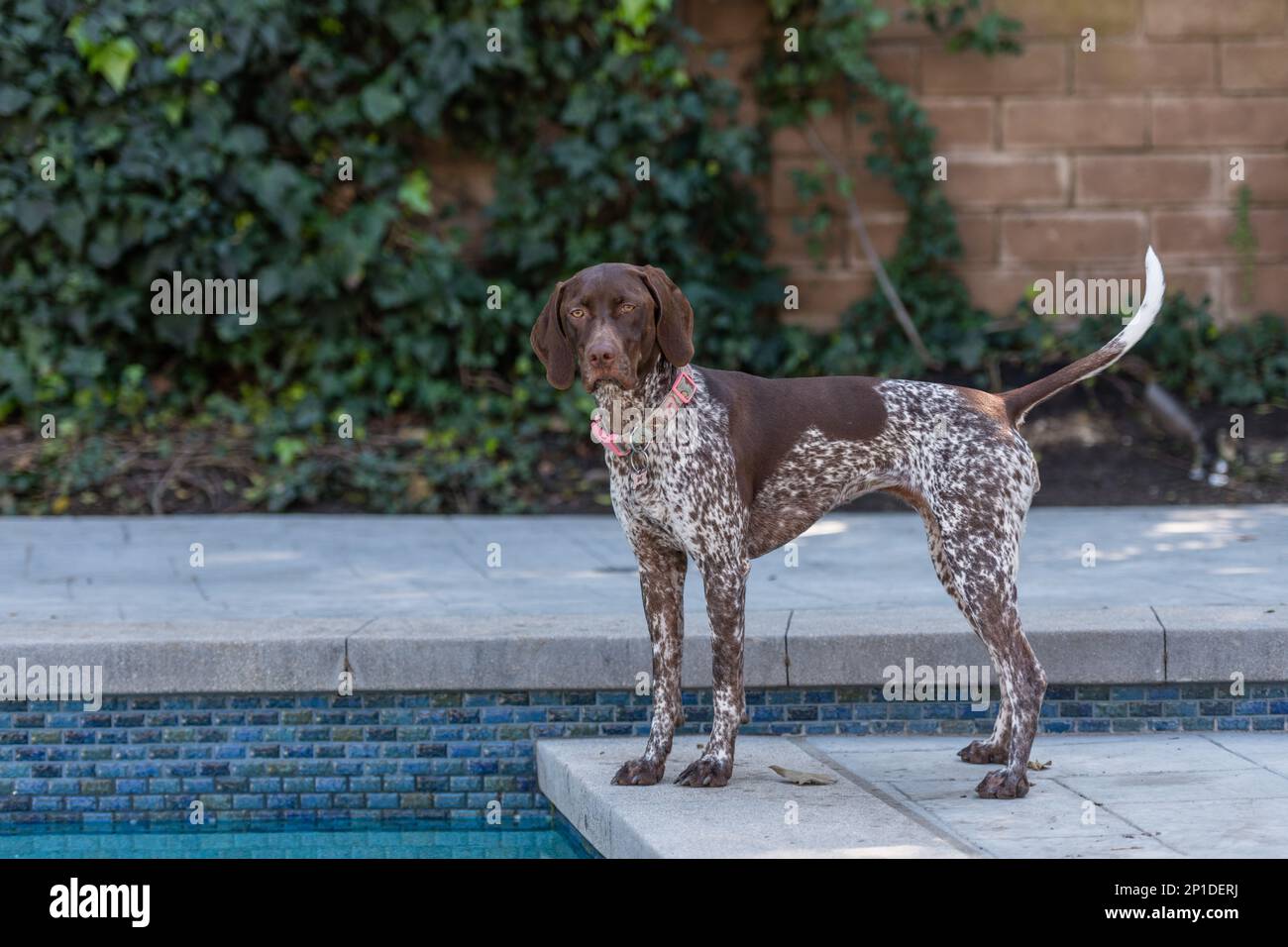 Cute German Shorthaired Pointer in the backyard Stock Photo - Alamy