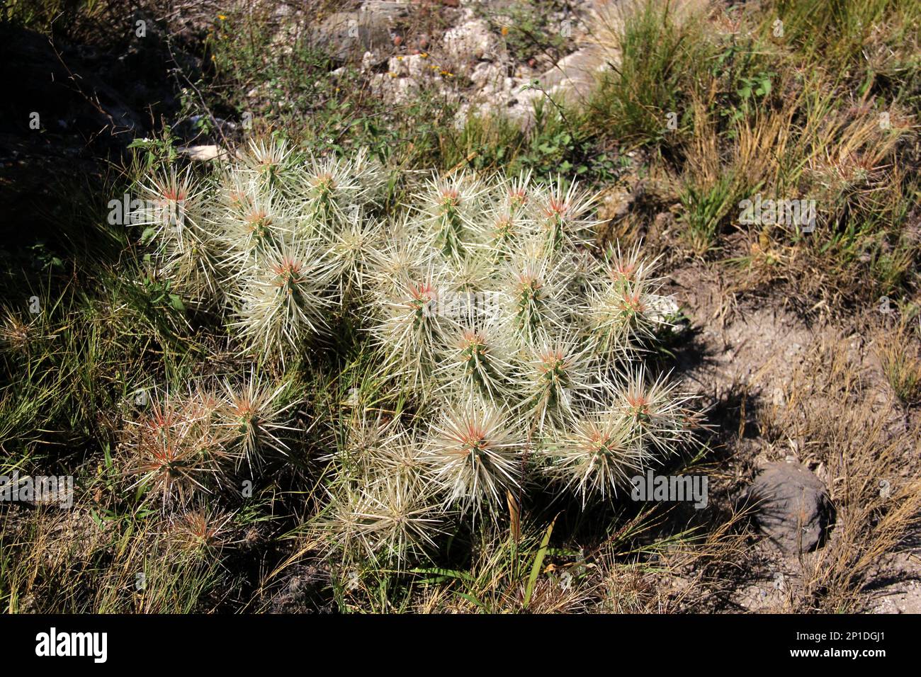 View of vegetation of desert ecosystem with nopales, cacti and cacti ...