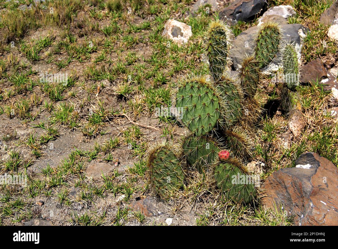 View of vegetation of desert ecosystem with nopales, cacti and cacti ...