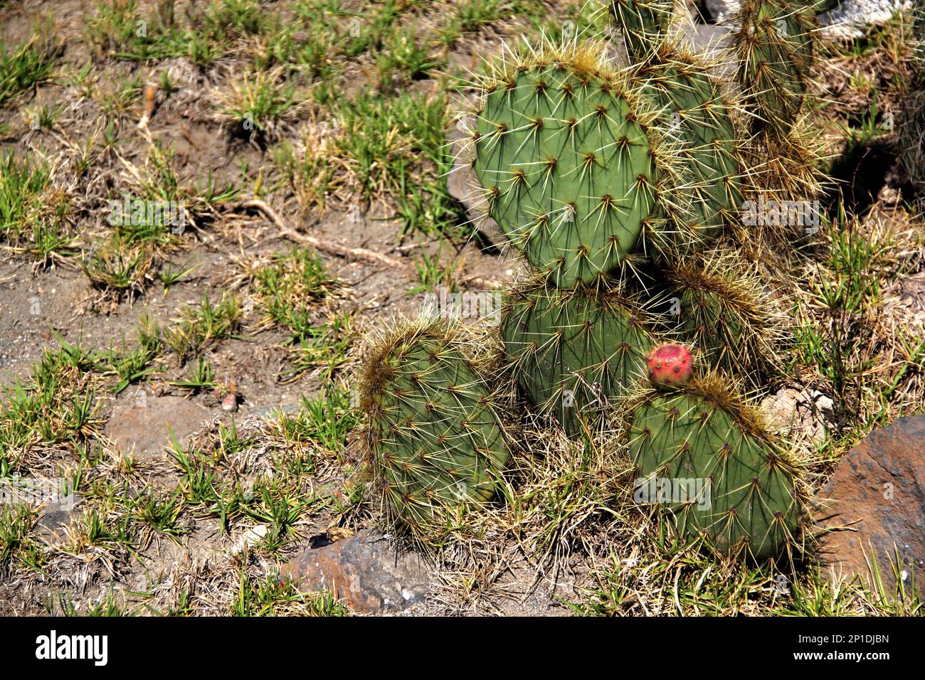 View of vegetation of desert ecosystem with nopales, cacti and cacti ...