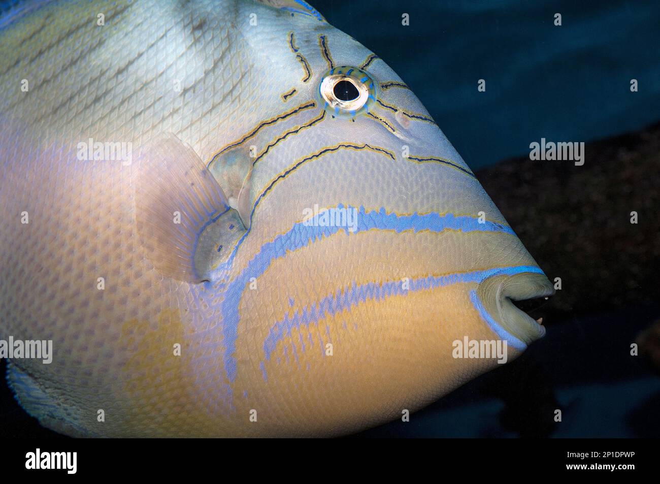Triggerfish underwater hi-res stock photography and images - Alamy