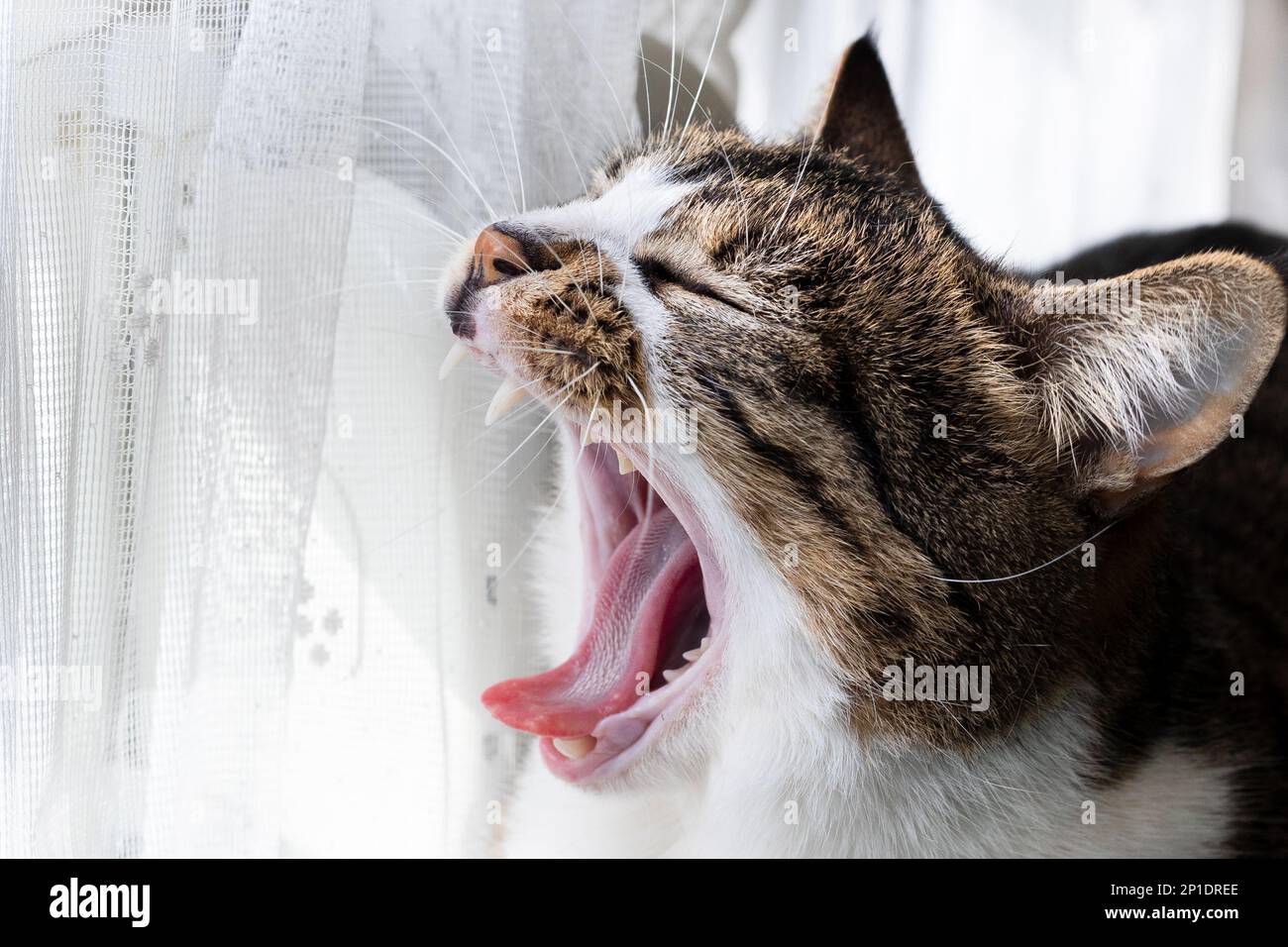 A tricolor kitten yawns and opens its mouth. Yawning cat close-up in blur background. A domestic ...