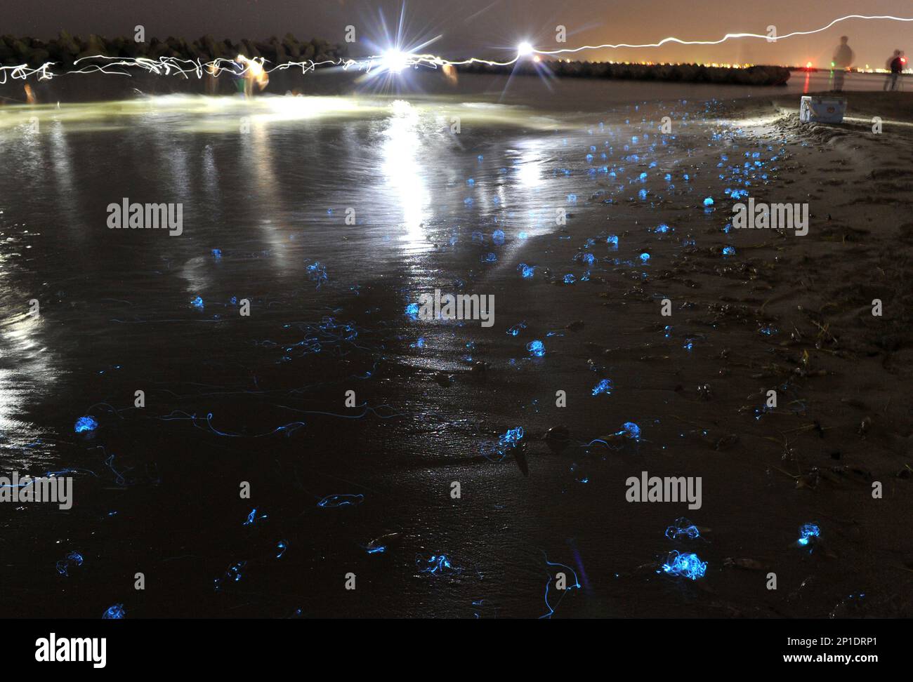 Firefly Squid Beach