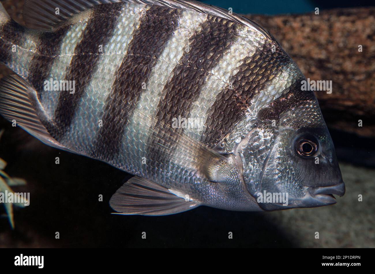 Sheepshead fish hi-res stock photography and images - Alamy
