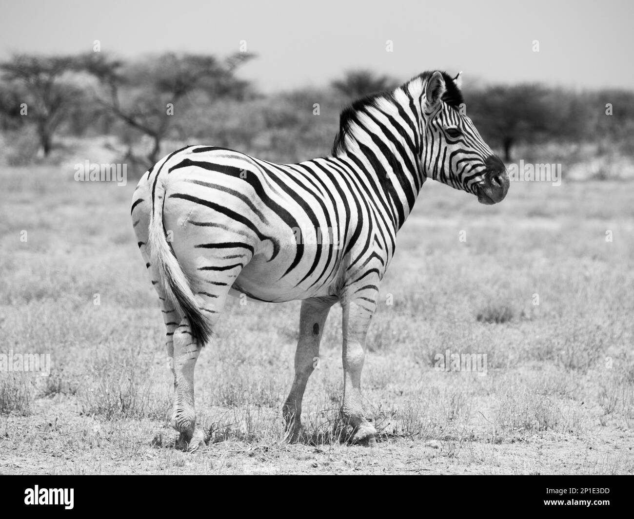 Drive they safari Black and White Stock Photos & Images - Alamy