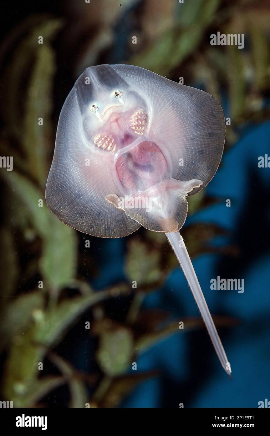 Bottom face hi-res stock photography and images - Alamy