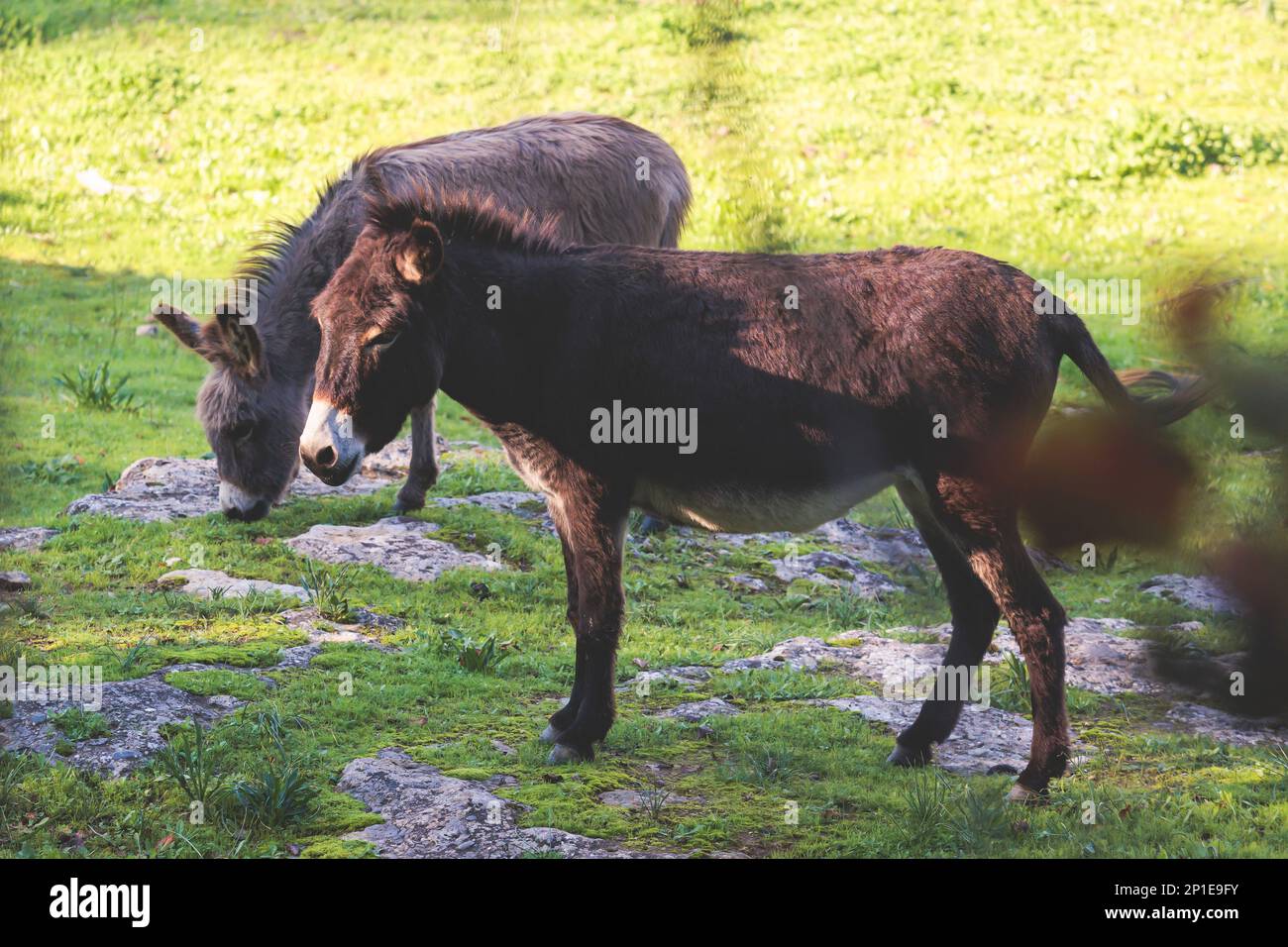 Portrait of a Donkey on a farm, a herd drove group of beautiful adult ...