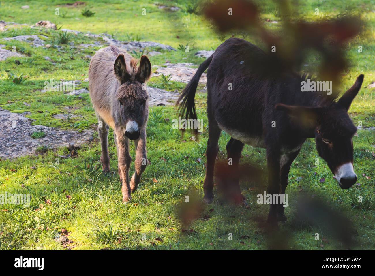 Portrait of a Donkey on a farm, a herd drove group of beautiful adult ...