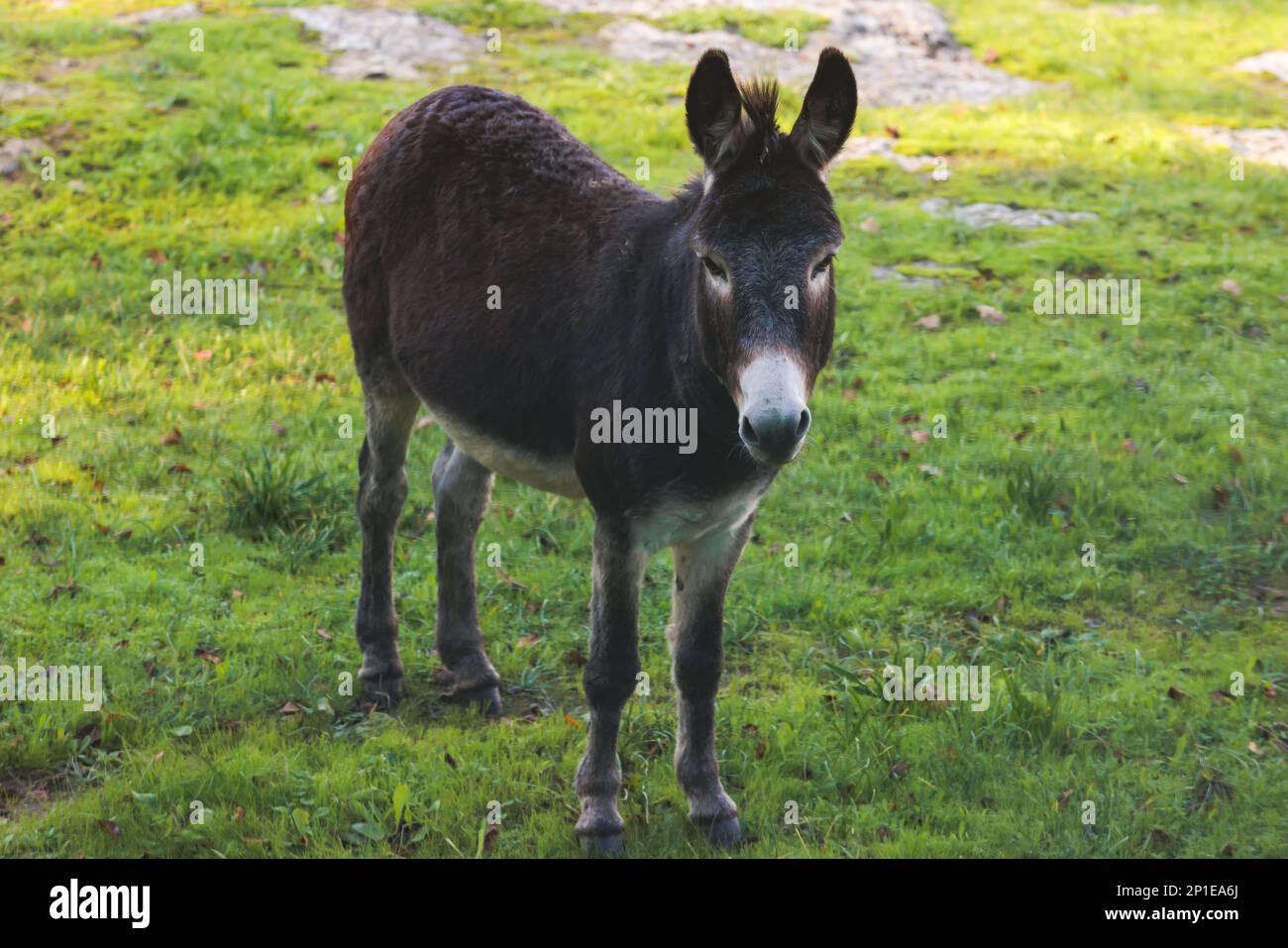 Portrait of a Donkey on a farm, a herd drove group of beautiful adult ...