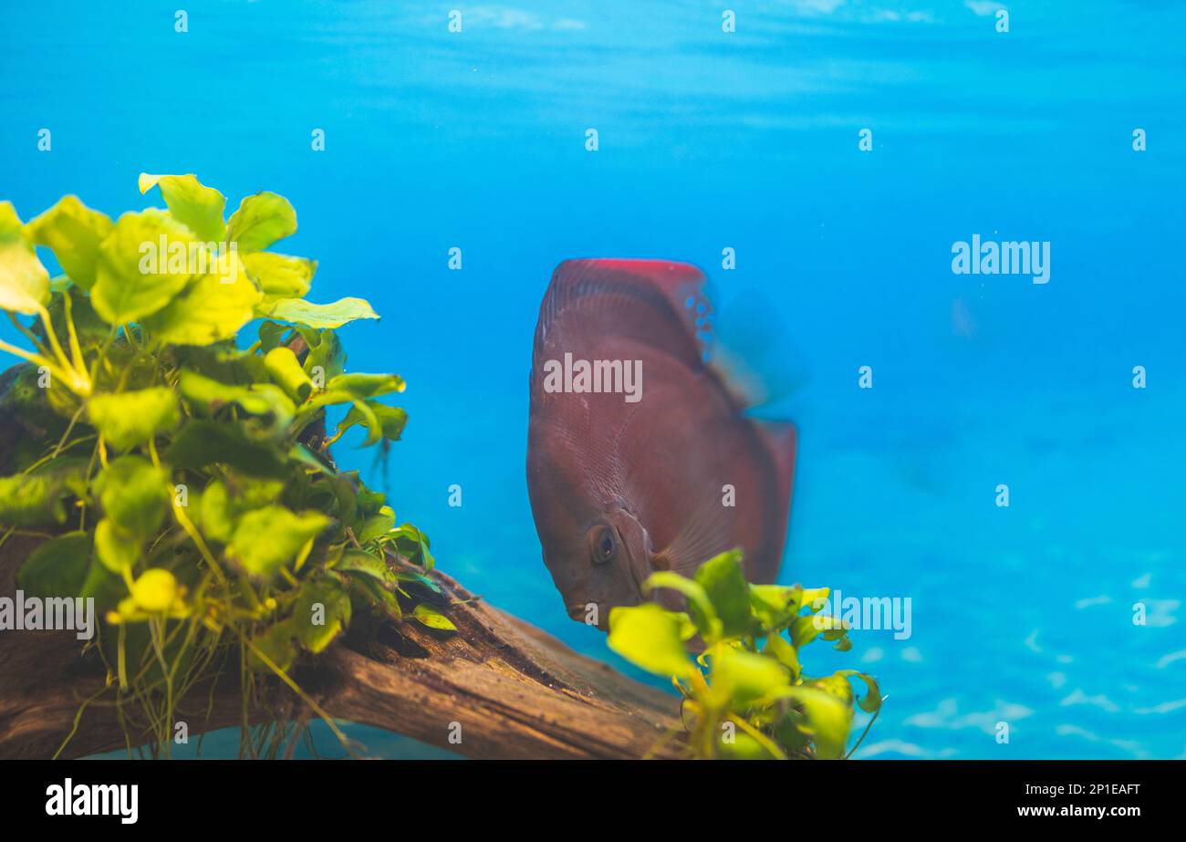 Red cover discus hi-res stock photography and images - Alamy