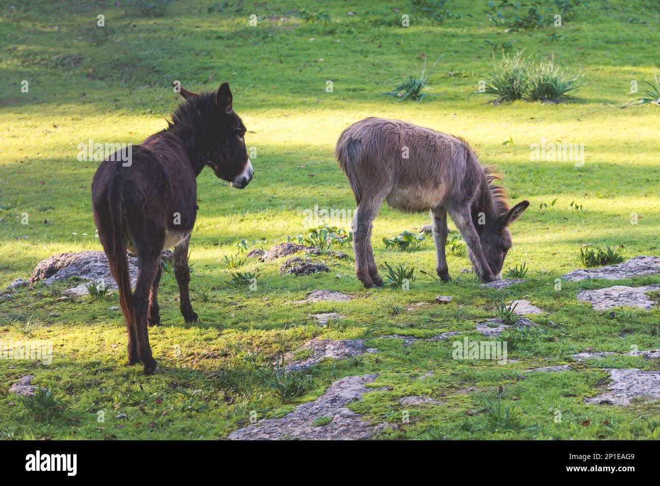 Portrait of a Donkey on a farm, a herd drove group of beautiful adult ...