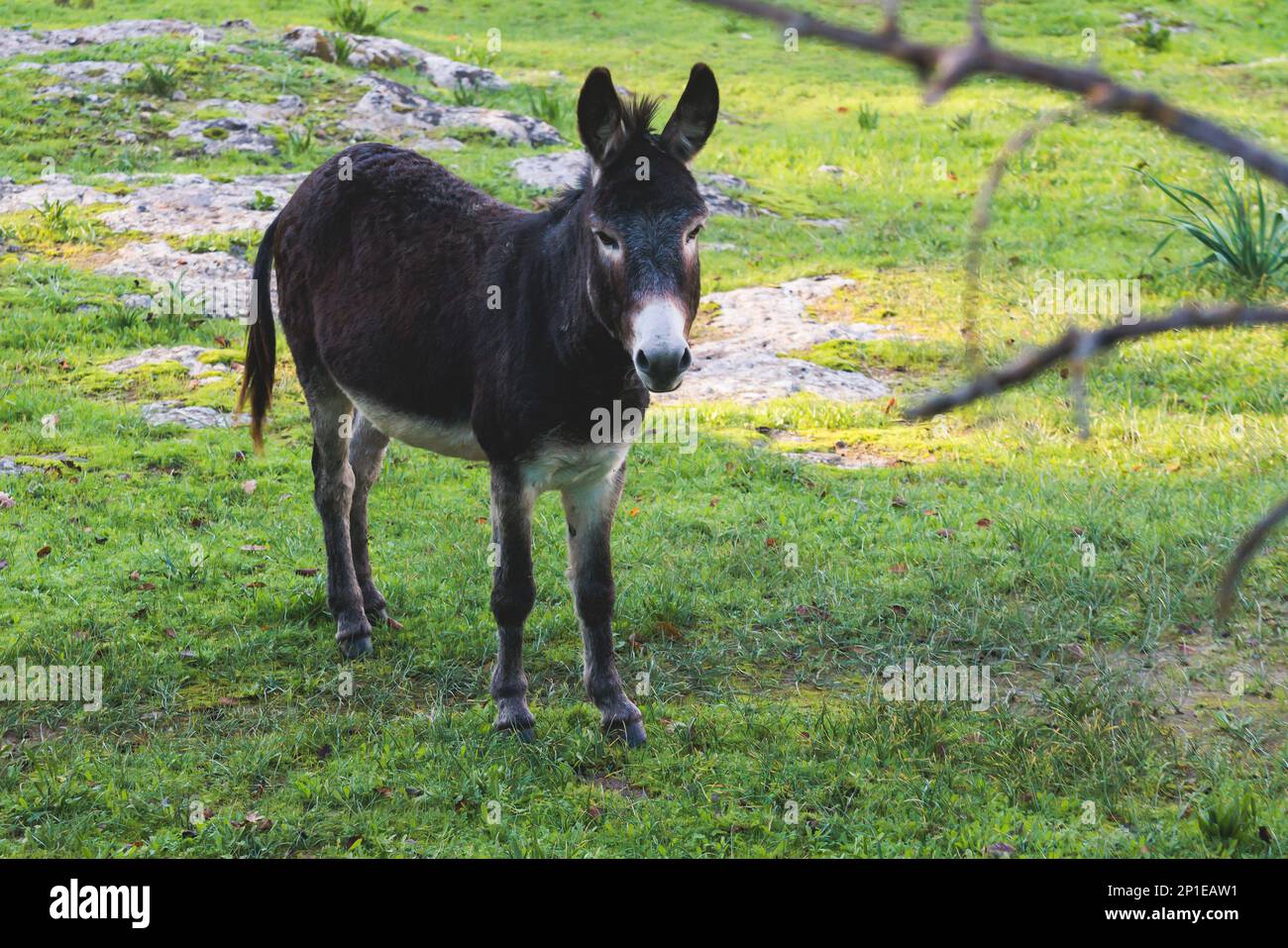 Portrait of a Donkey on a farm, a herd drove group of beautiful adult ...