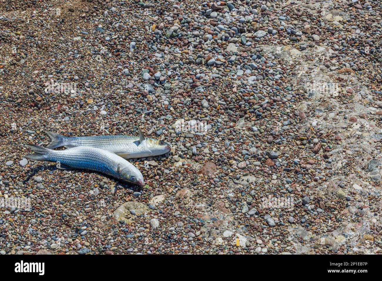 Close up view of caught mullet fish lying on stones shores of ...