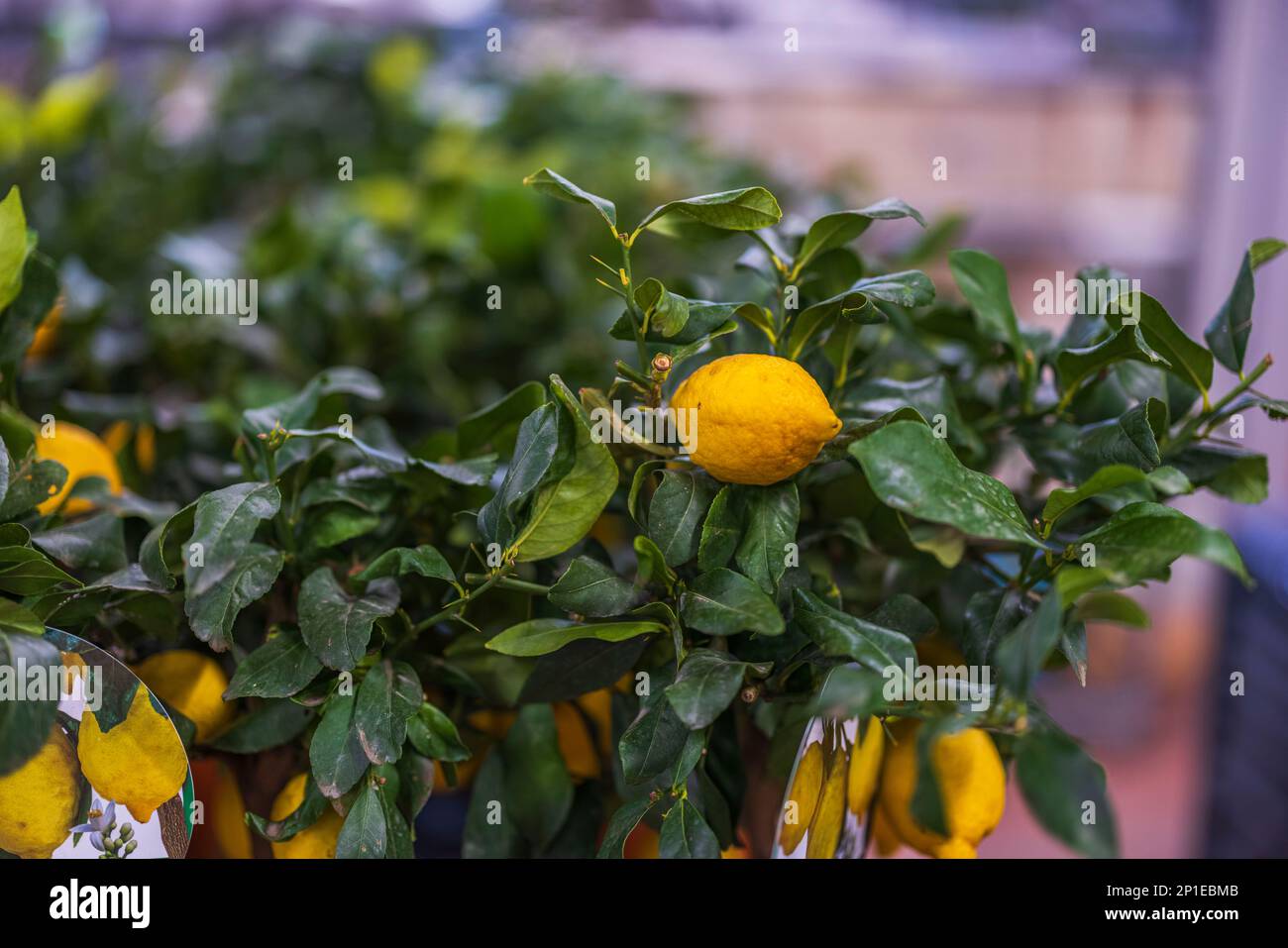Close-up view of citrus plant with yellow lemons. Home decoration ...