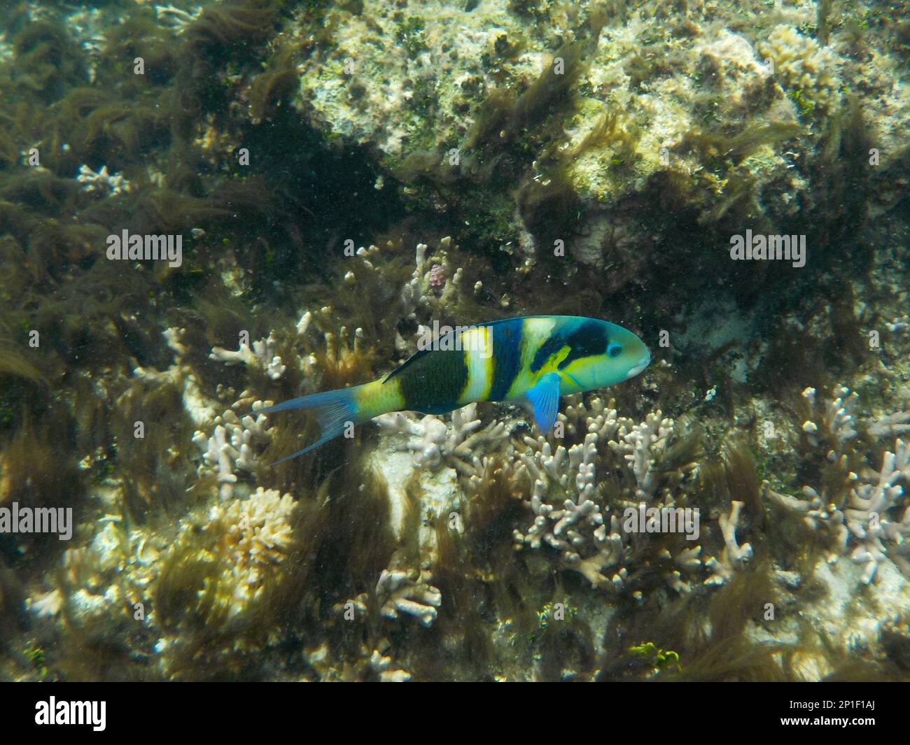 Stripey fish hi-res stock photography and images - Alamy
