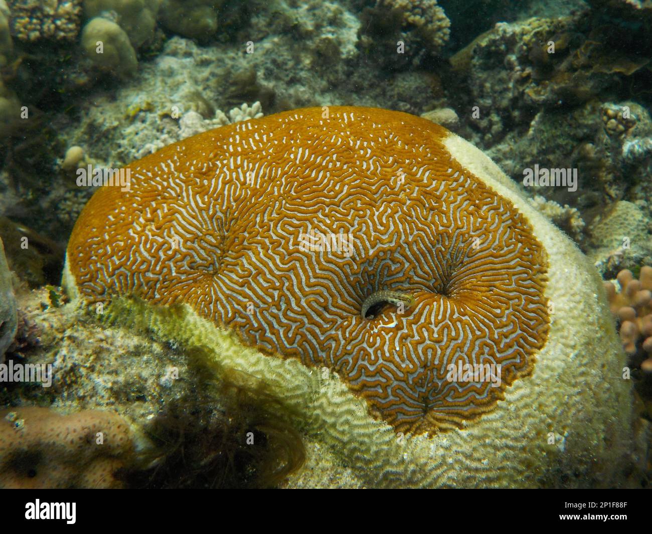 Brain coral barrier reef queensland hi-res stock photography and images ...