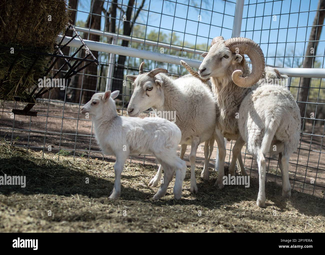 A small herd of New Mexico Dahl sheep roam in a pen at the new ...
