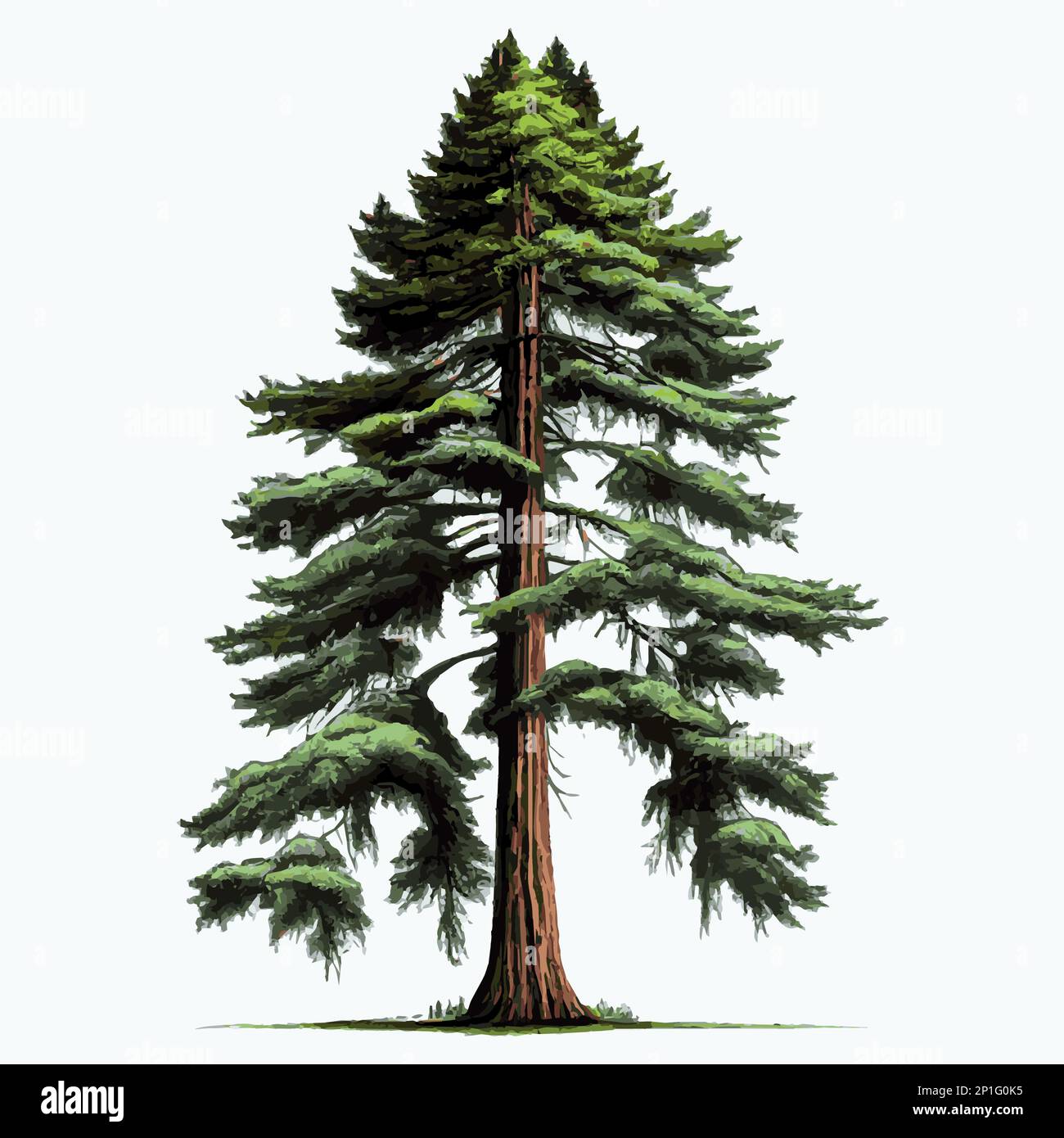 Realistic green tallest tree in the world sequoia on a white background ...