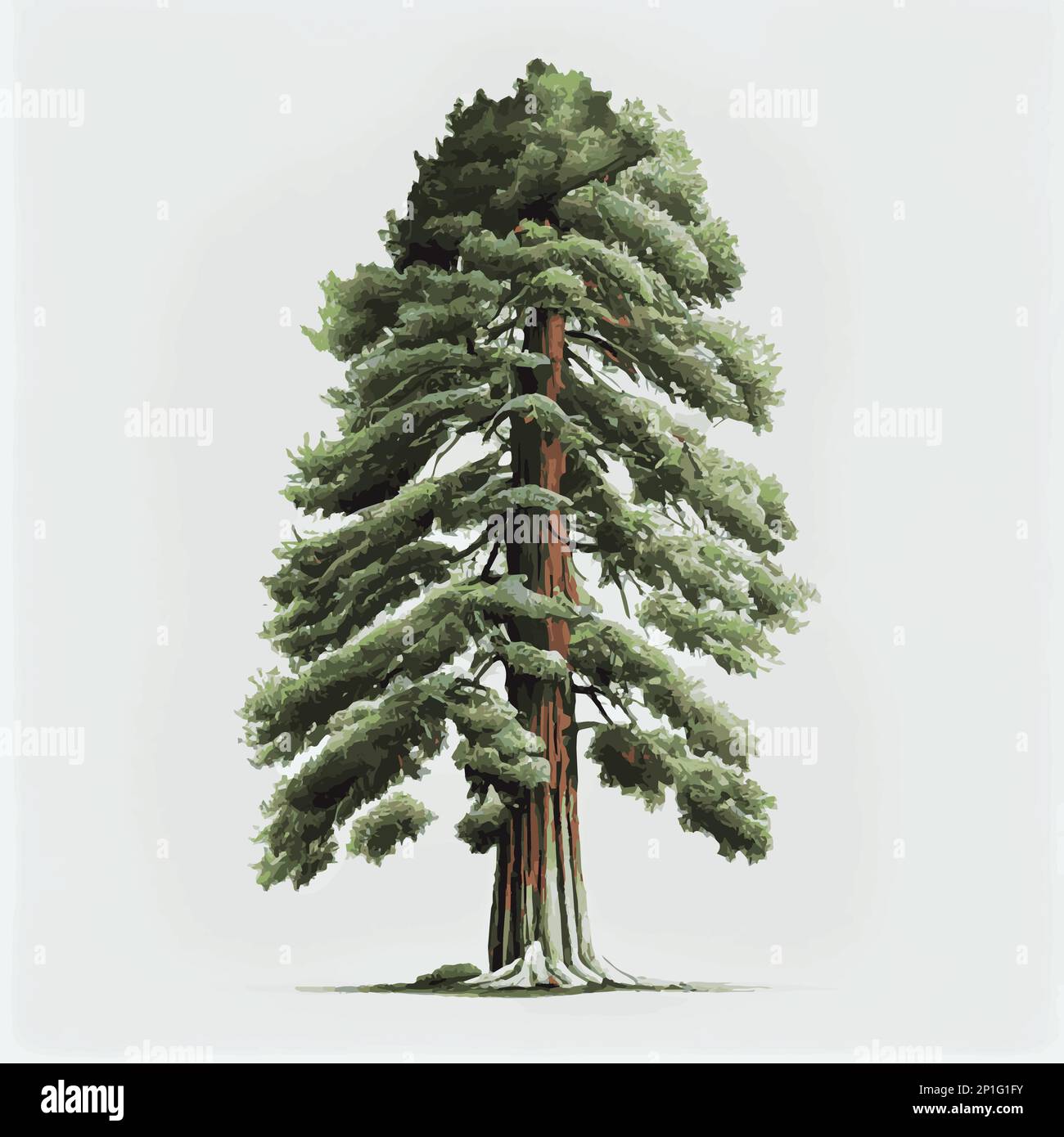 Realistic green tallest tree in the world sequoia on a white background ...