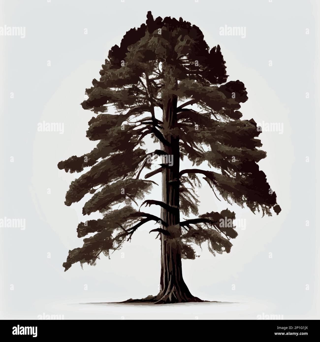 Realistic green tallest tree in the world sequoia on a white background ...