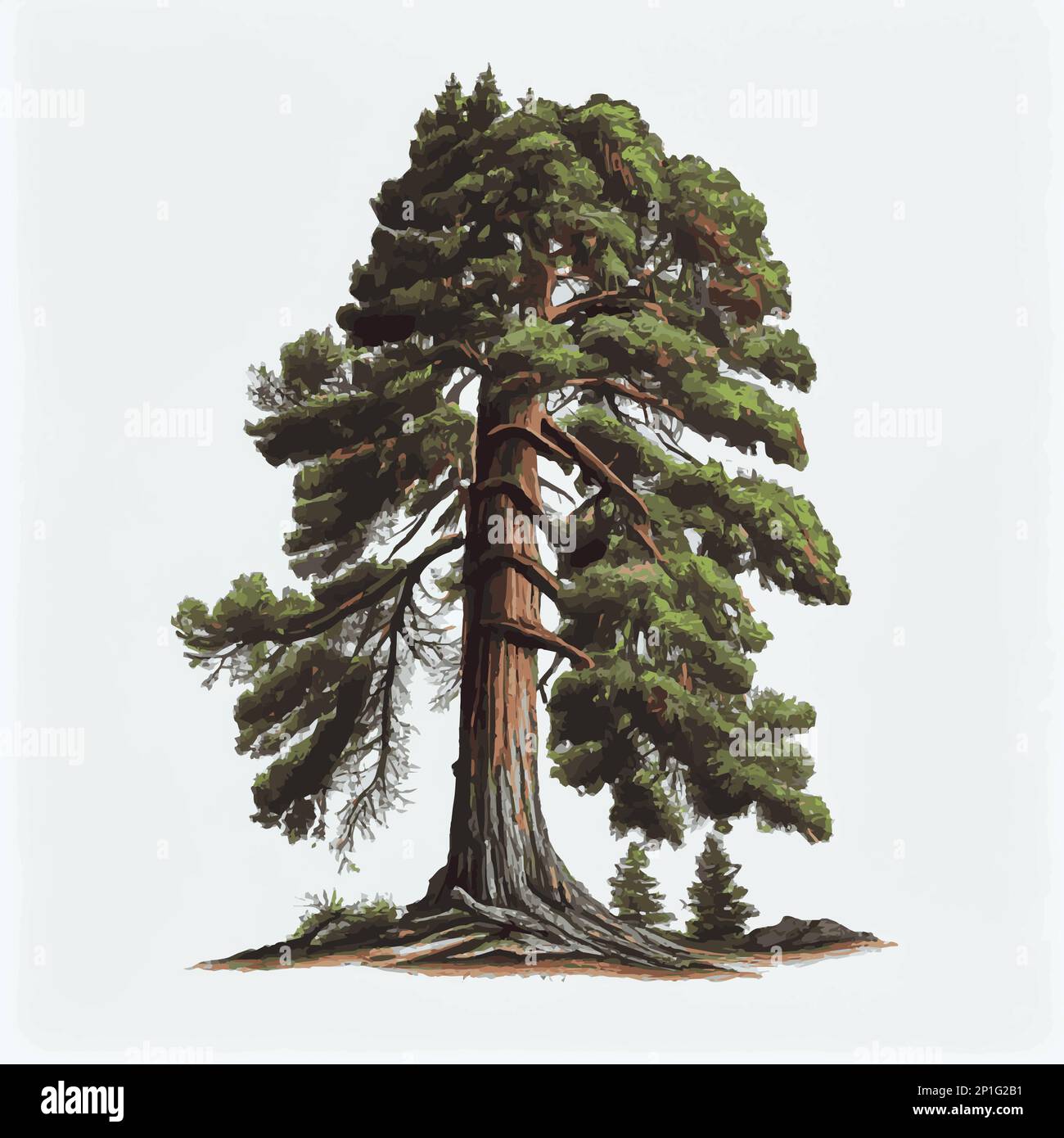 Realistic green tallest tree in the world sequoia on a white background ...
