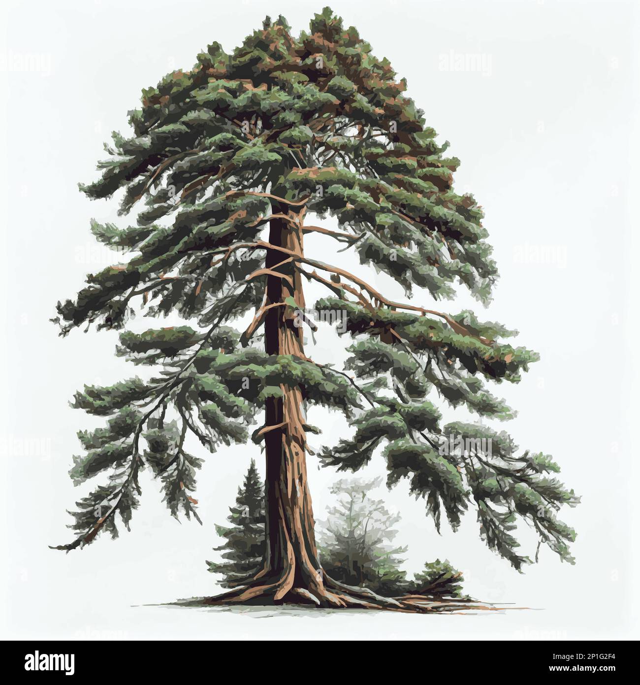 Realistic green tallest tree in the world sequoia on a white background ...