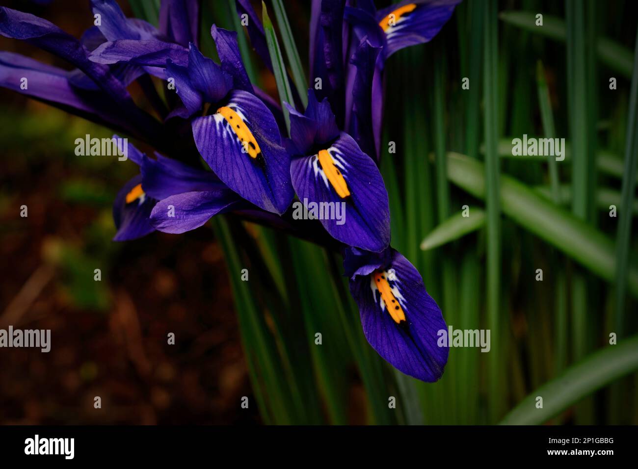 Iris reticulata close-up of a reticulated iris against a blurred ...