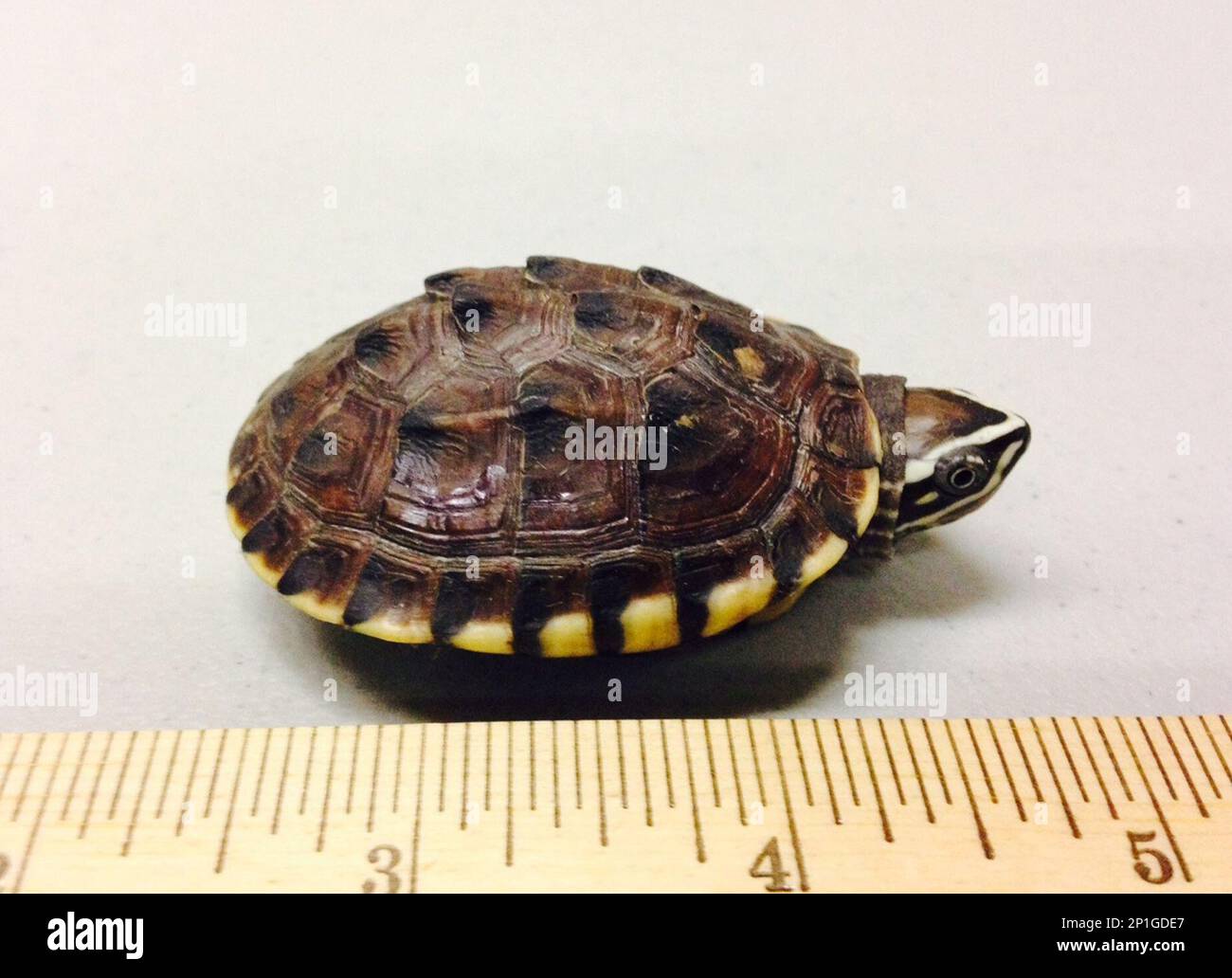 In a photo provided by the U.S. Attorney's office, a smuggled turtle is ...