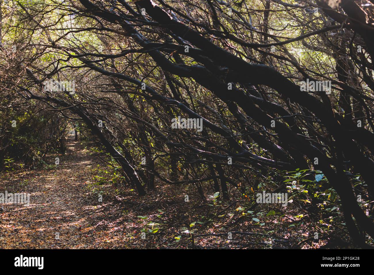View of Erimitis coast landscape near Kassiopi and Agios Stefanos ...