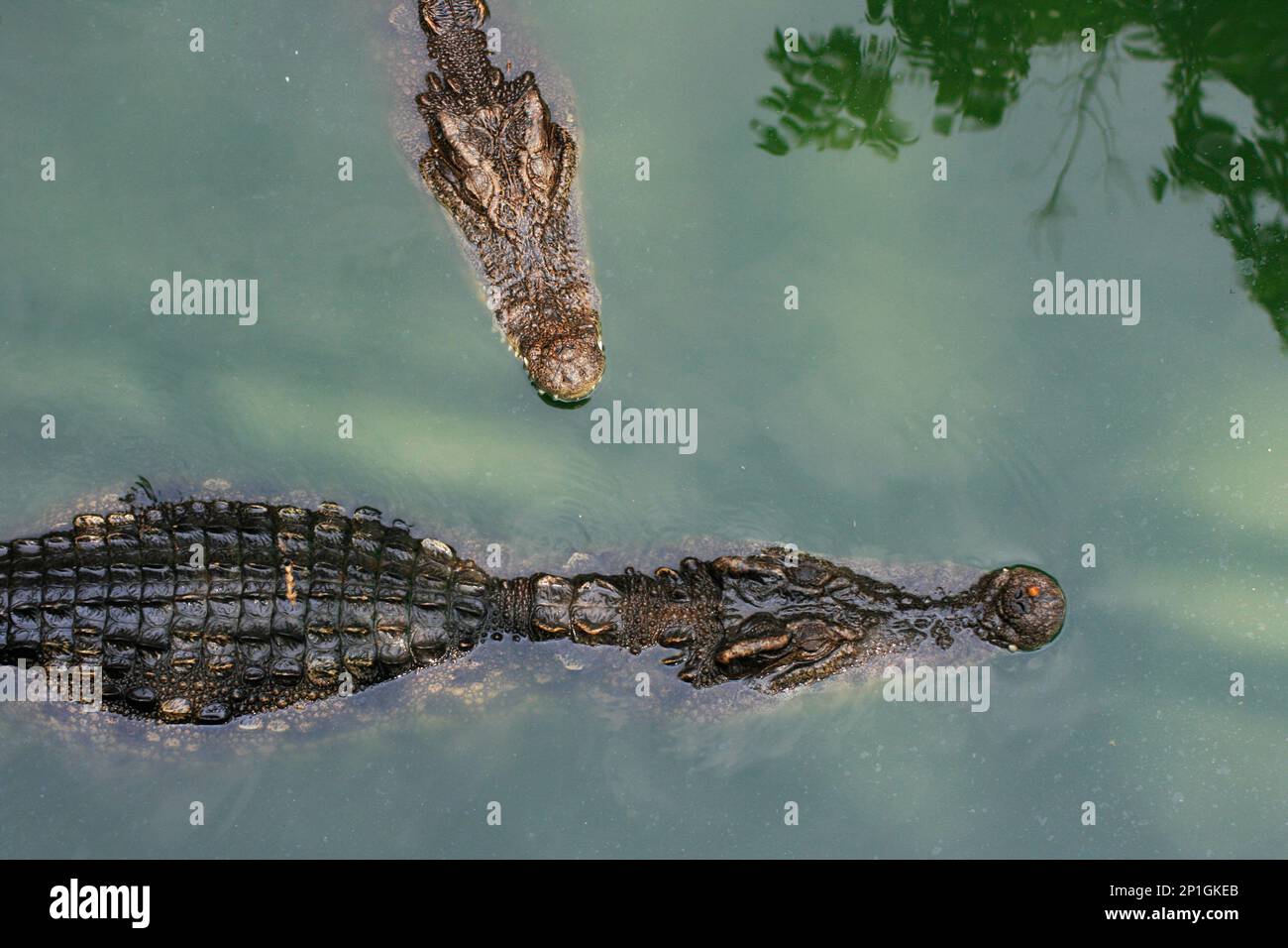 Close up crocodile two hi-res stock photography and images - Alamy