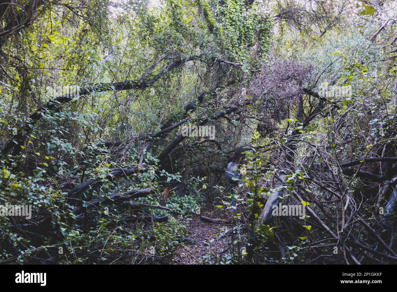 View of Erimitis coast landscape near Kassiopi and Agios Stefanos ...