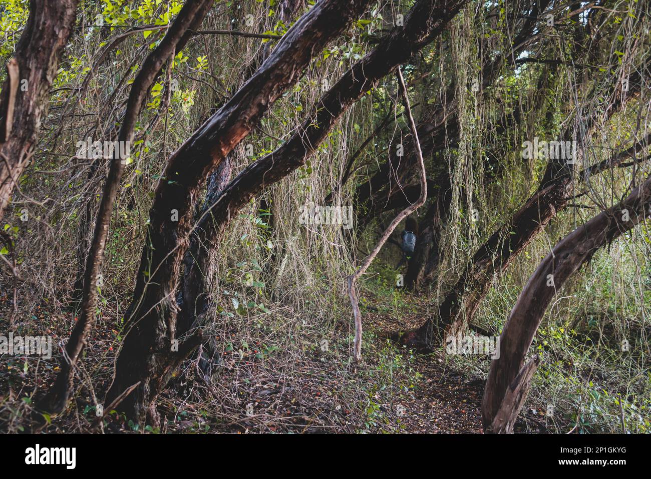 View of Erimitis coast landscape near Kassiopi and Agios Stefanos ...